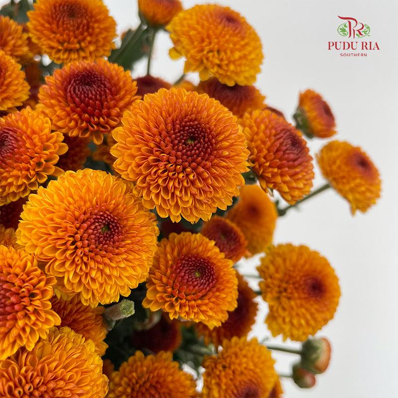 Chrysanthemum Pompom Button Orange (10-12 Stems) - Wholesale flowers delivery in JB & Singapor ...