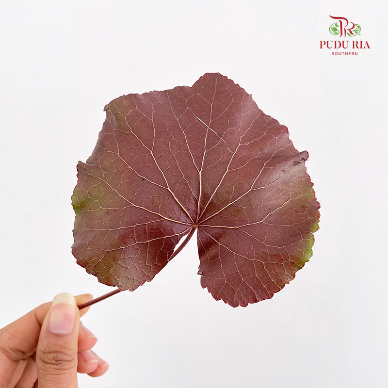 Galaxy leaf – Pudu Ria Florist Southern