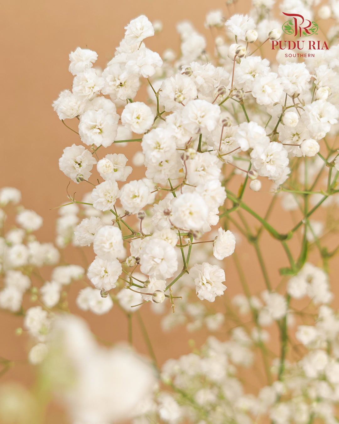 Baby's Breath – Pudu Ria Florist Southern