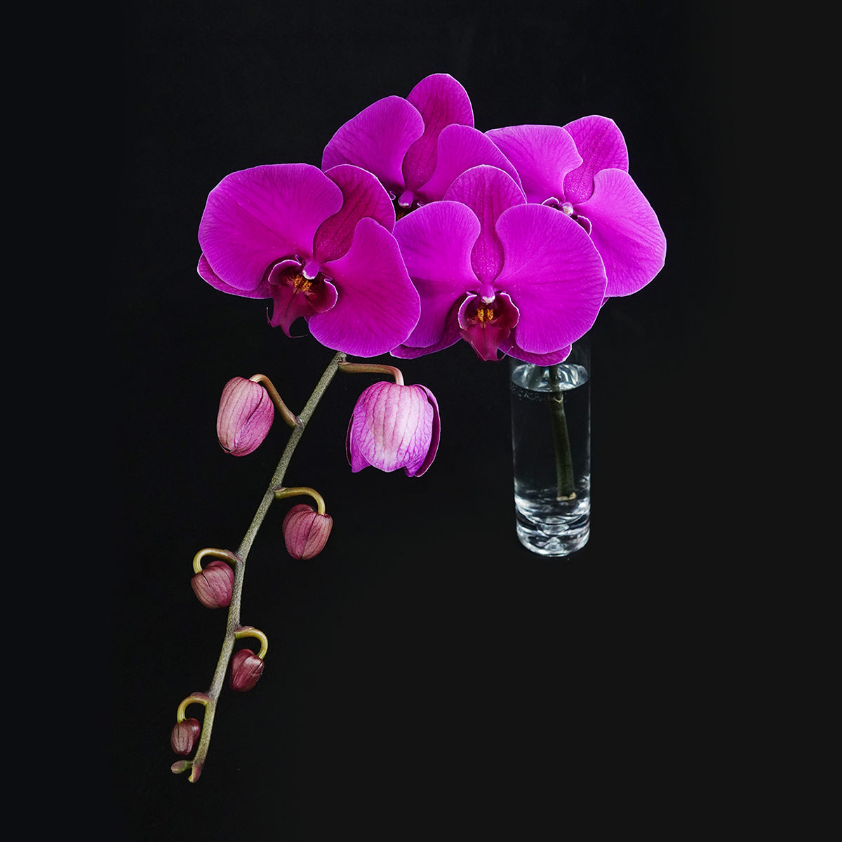 Best Selling Plants – Pudu Ria Florist Southern