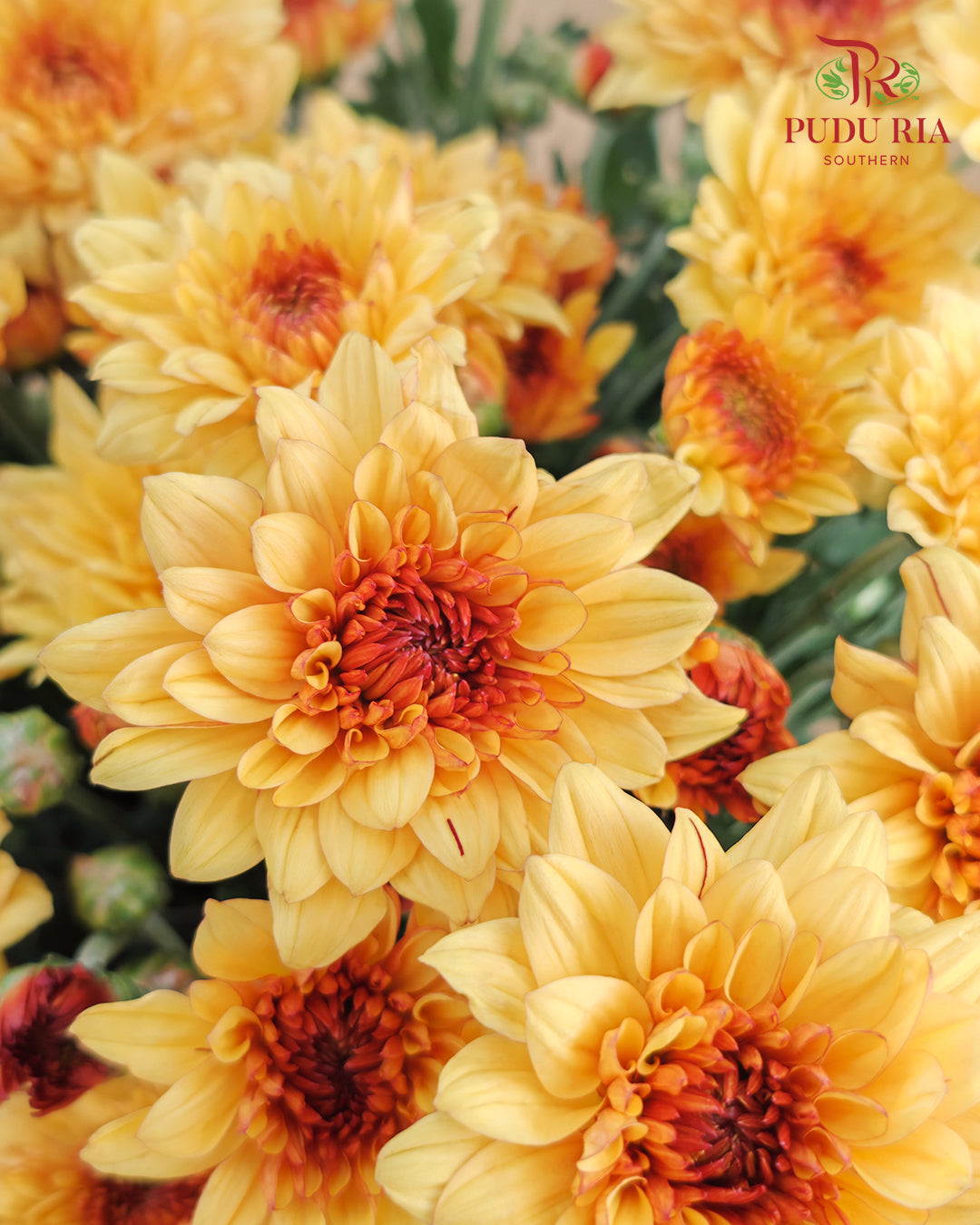 Chrysanthemum – Pudu Ria Florist Southern
