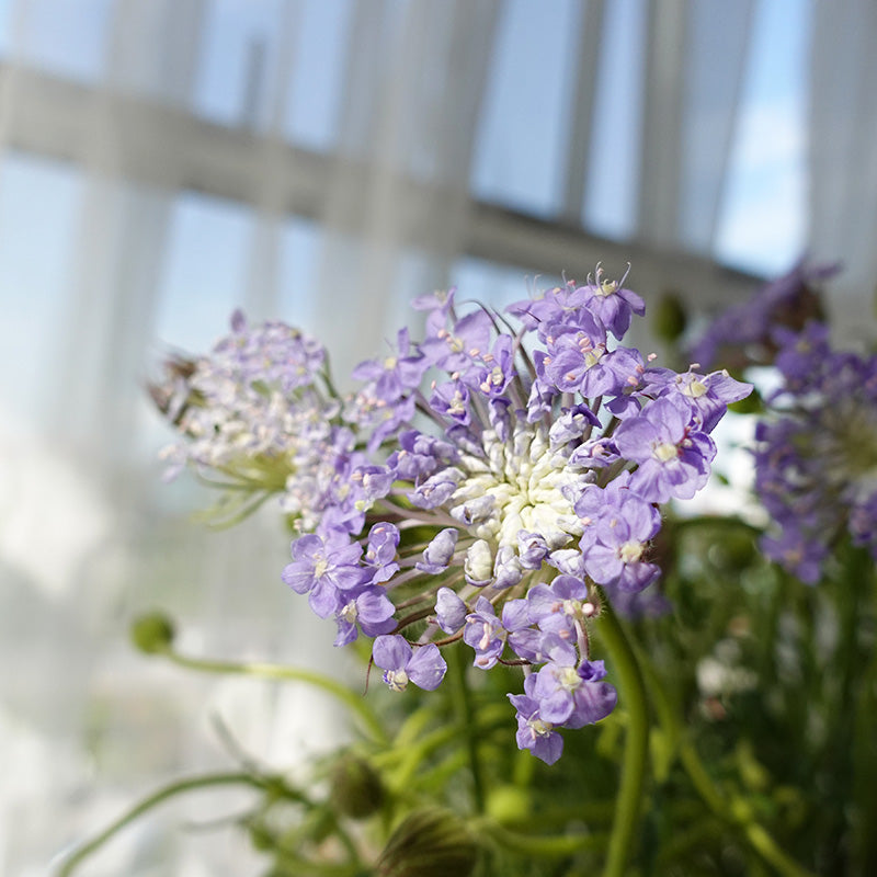 Fresh Cut Flowers – Pudu Ria Florist Southern