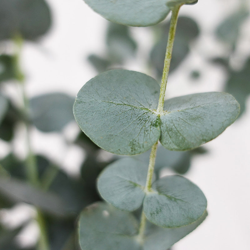 Fresh Cut Foliage – Pudu Ria Florist Southern