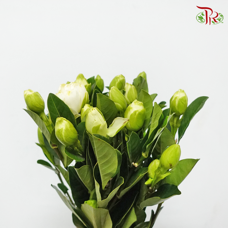Gardenia – Pudu Ria Florist Southern