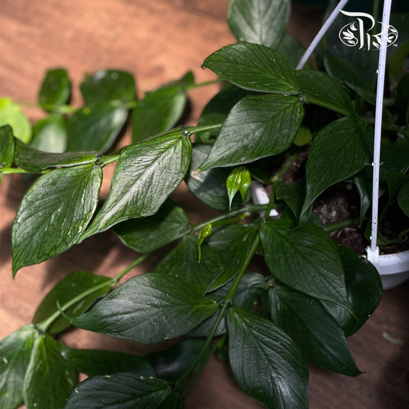 Hoya – Pudu Ria Florist Southern