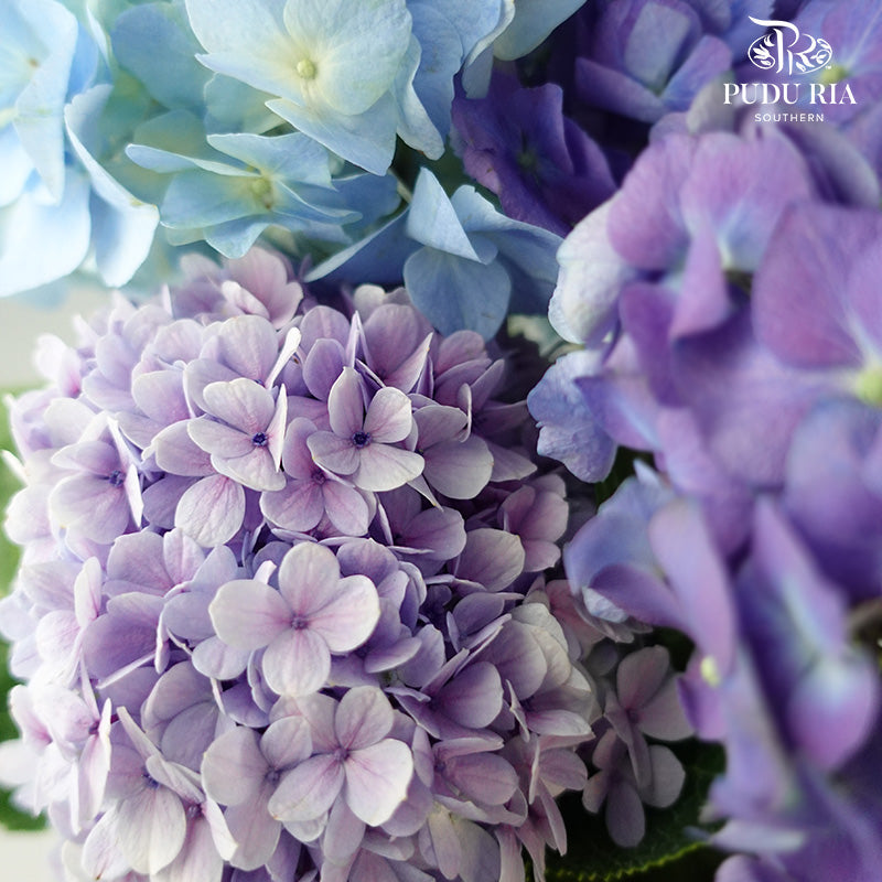 Hydrangea – Pudu Ria Florist Southern