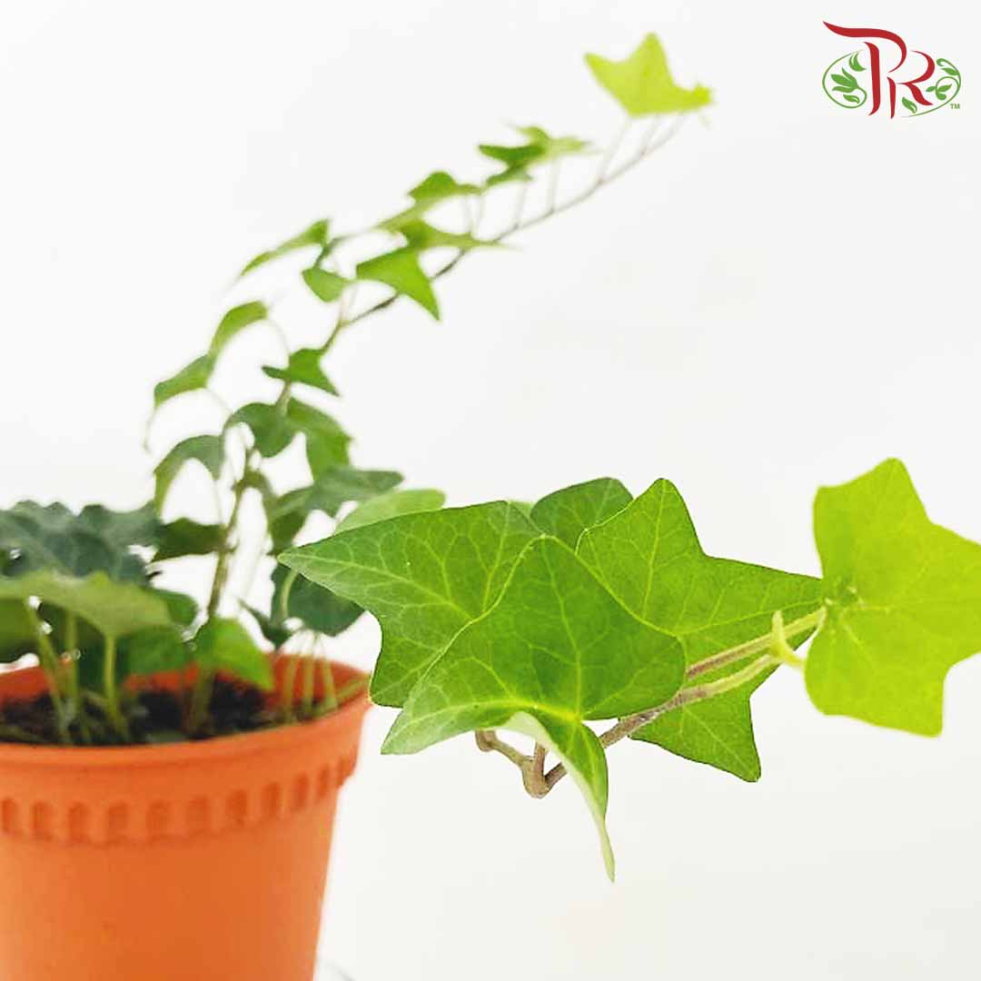 Ivy Leaf – Pudu Ria Florist Southern