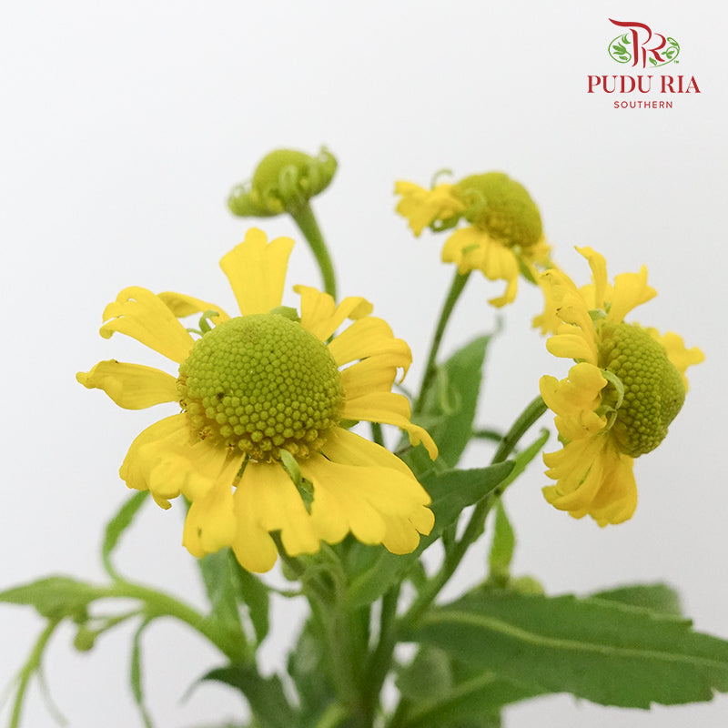 June Daisy – Pudu Ria Florist Southern