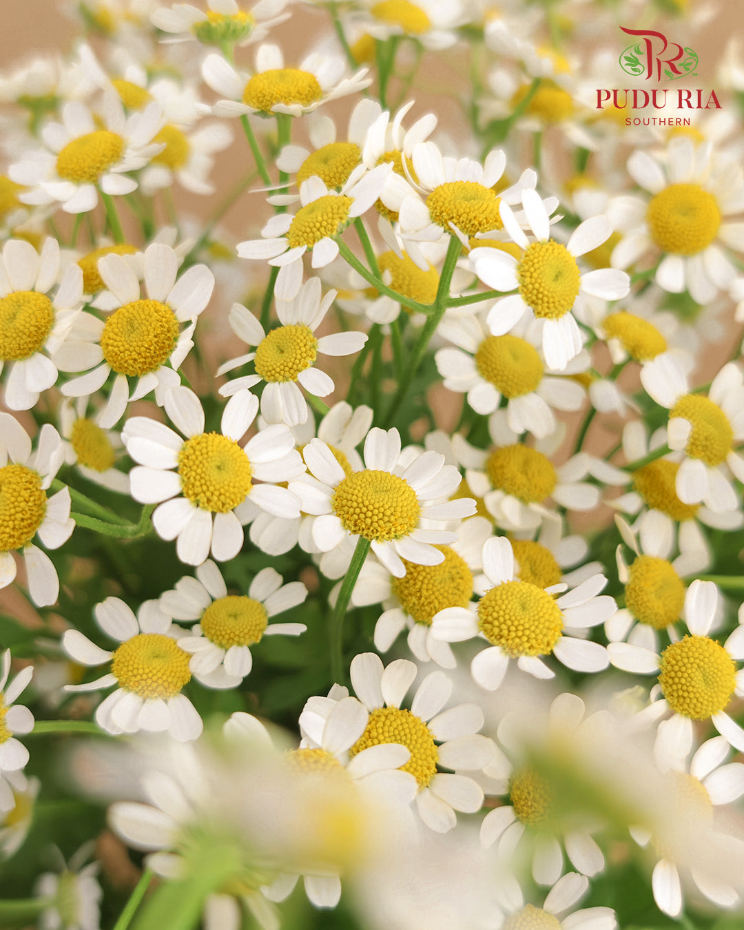 Matricaria – Pudu Ria Florist Southern