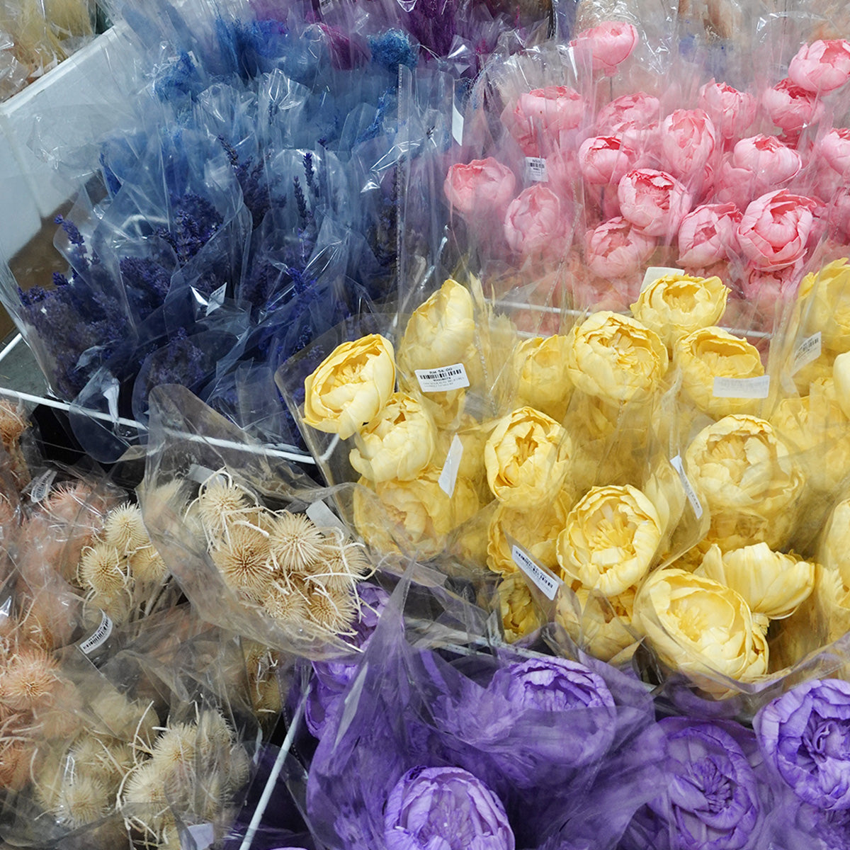 New Arrival Dried & Preserved – Pudu Ria Florist Southern