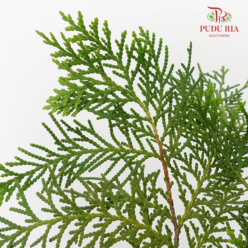 Pine Leaf – Pudu Ria Florist Southern