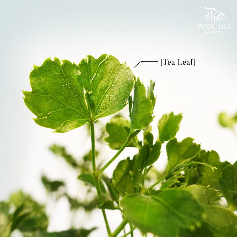 Tea Leaf – Pudu Ria Florist Southern