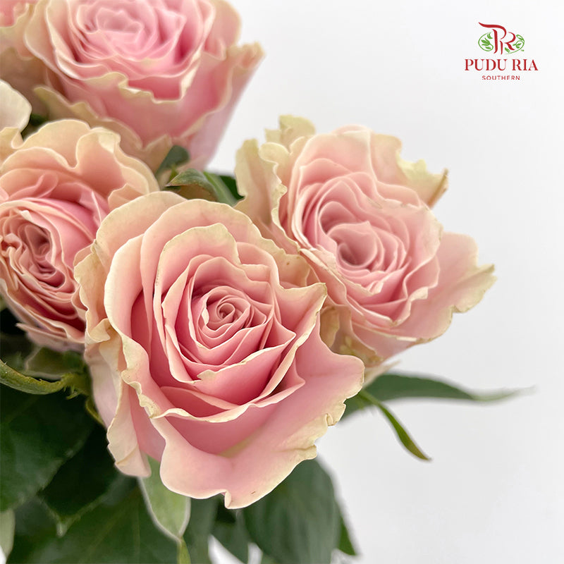 Rose Pink Athena (8-10 Stems) - Wholesale flowers delivery in JB ...