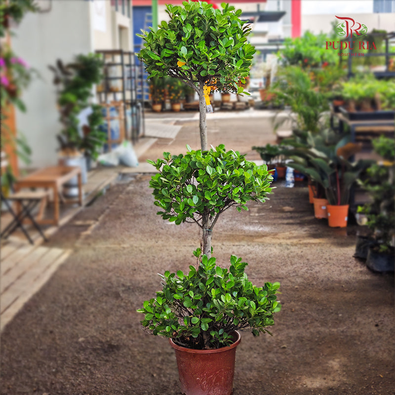 Ficus Microcarpa 5ft - Wholesale flowers delivery in JB & Singapor ...
