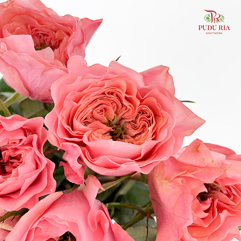 Rose Mikoto - (8-10 Stems) - Wholesale flowers delivery in JB ...