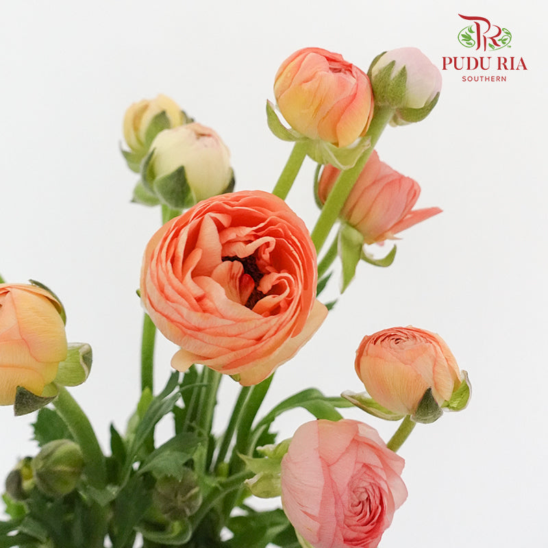 Ranunculus Champagne (8 - 10 Stems) - Wholesale flowers delivery in JB ...