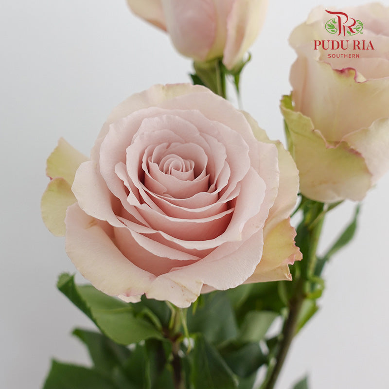 Rose Quicksand (25 Stems) - Wholesale flowers delivery in JB & Singapor ...
