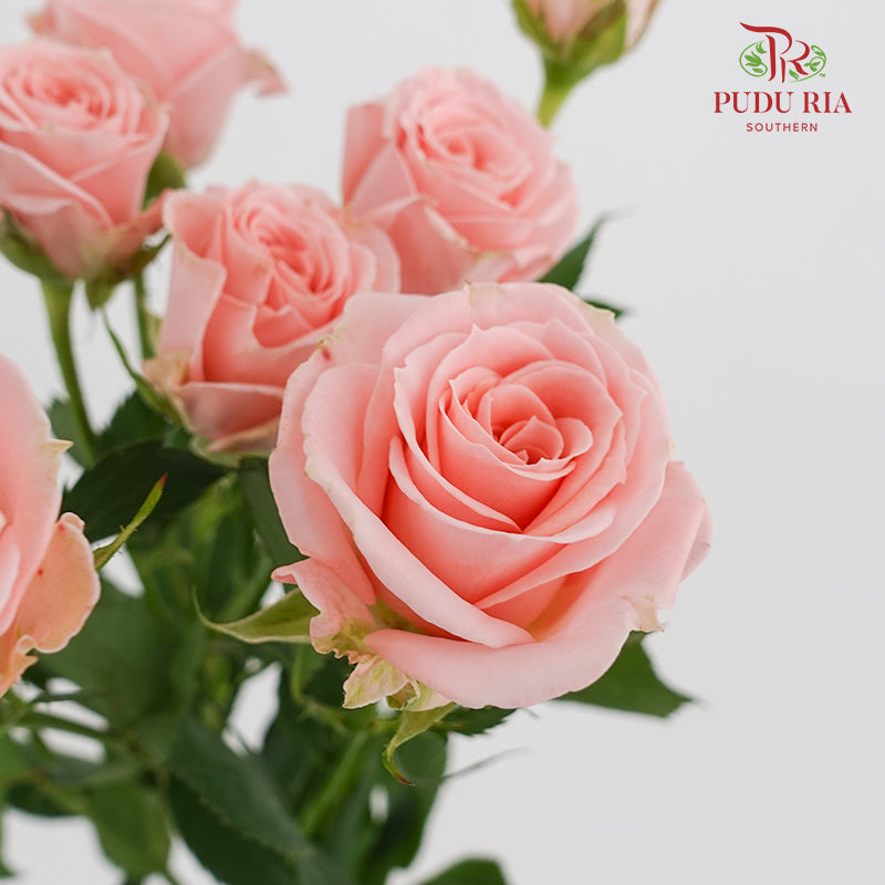 Rose Spray Princess Lulu (8-10 Stems) - Wholesale flowers delivery in ...