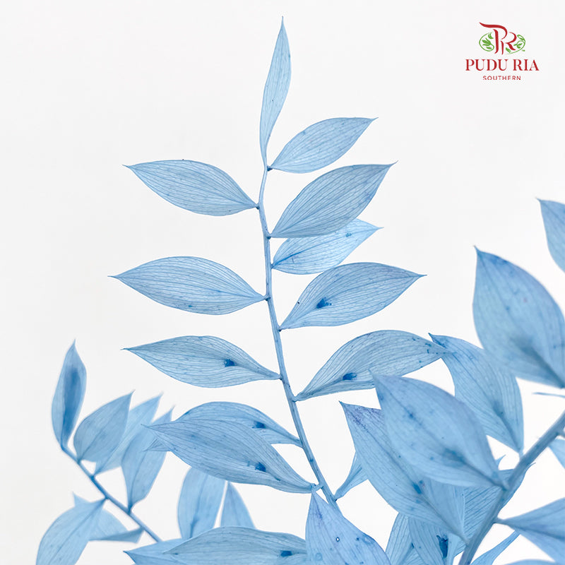 Dry Ruscus Dyed - Light Blue - Wholesale flowers delivery in JB ...