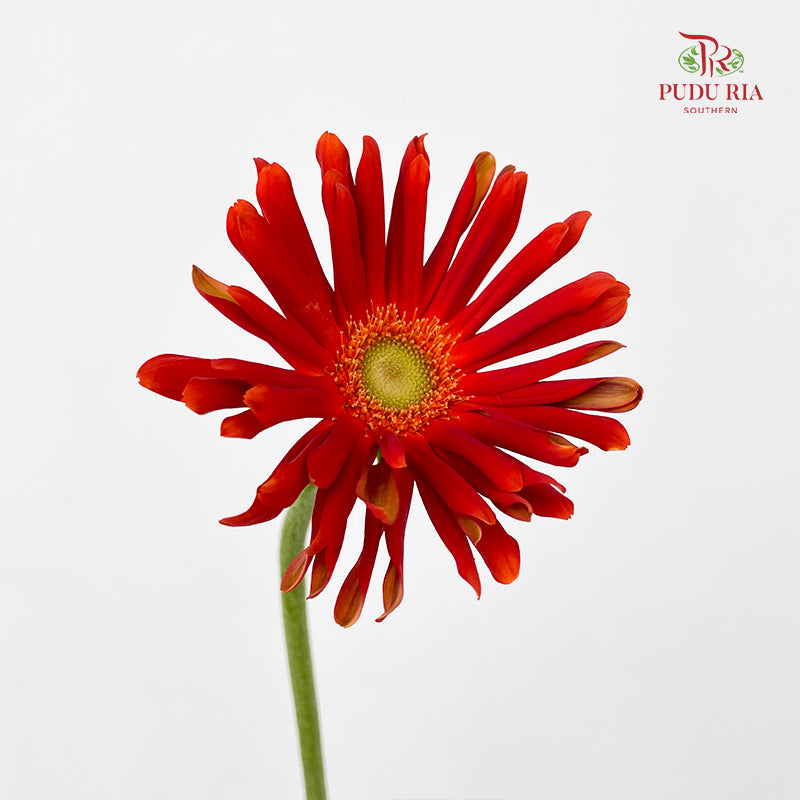 Gerbera Pasta Brenn 卷邊非洲菊 (8-10 Stems) - Wholesale flowers delivery in ...