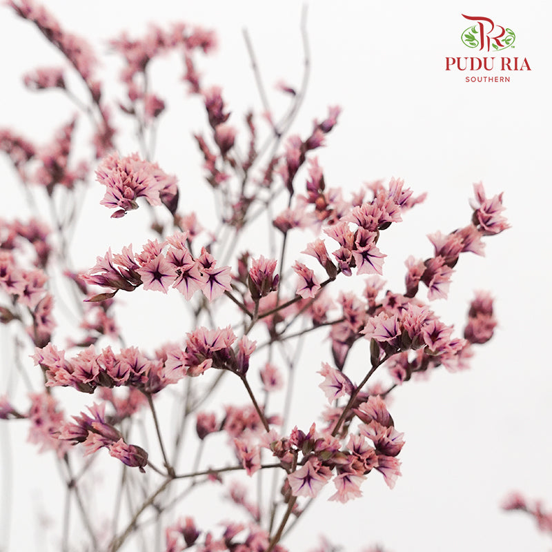 Dry Caspia - Pink - Wholesale flowers delivery in JB & Singapor… – Pudu ...