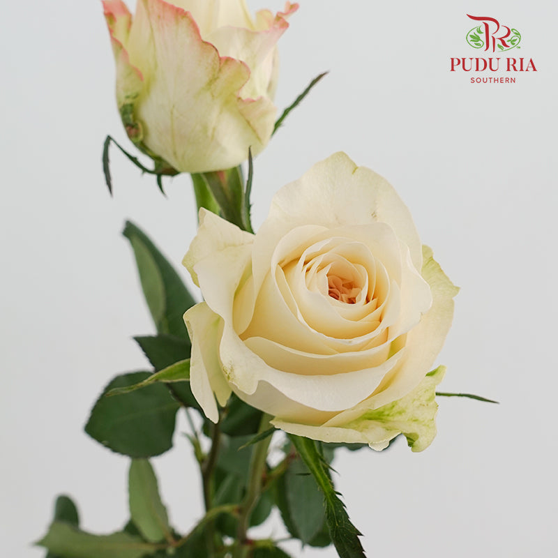 Rose Pisces (8-10 Stems) - Wholesale flowers delivery in JB & Singapor ...