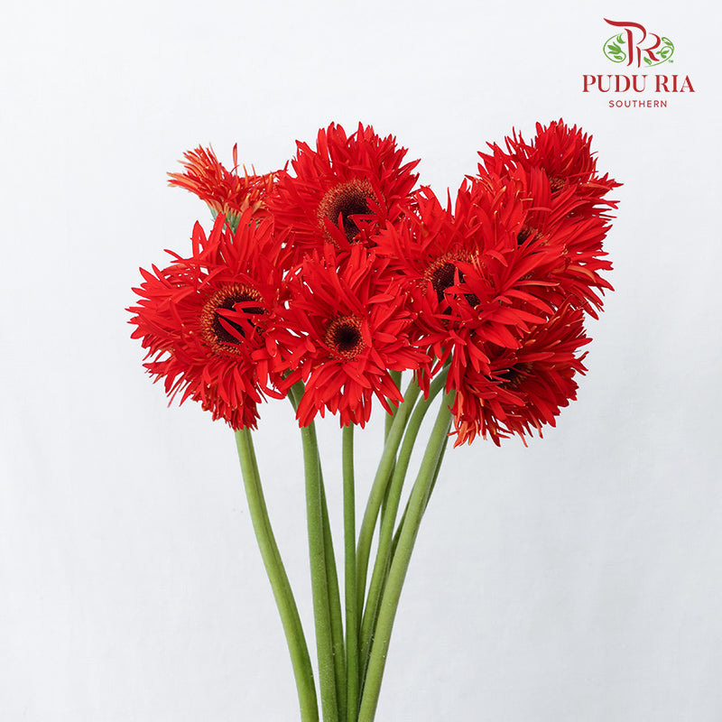 Gerbera Spider - Red - Wholesale flowers delivery in JB & Singapore
