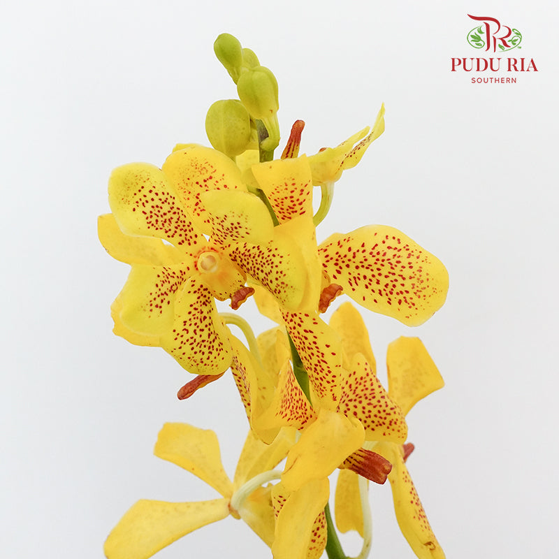 Mokara Orchid Yellow - 10 Stems - Wholesale flowers delivery in JB ...