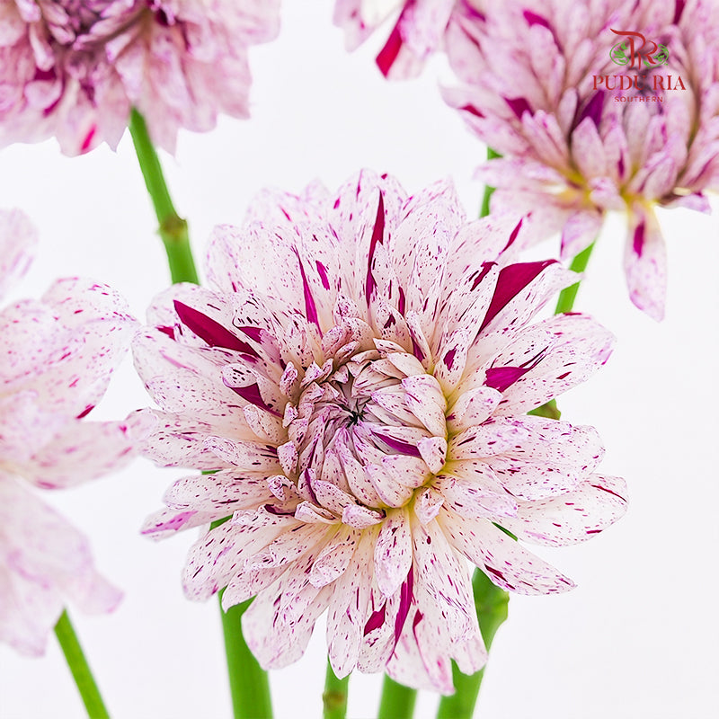 Dahlia Hybrida Prince Varian 瓦里安特王子大理花 - 5 Stems - Wholesale flowers ...