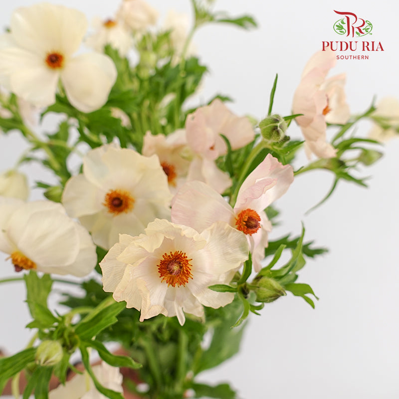 Ranunculus Butterfly Cream (8 - 10 Stems) - Wholesale flowers delivery ...