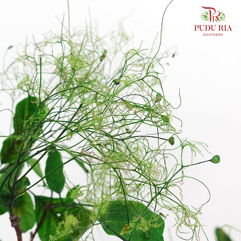 Dry Cotinus Green - Wholesale flowers delivery in JB & Singapor… – Pudu ...