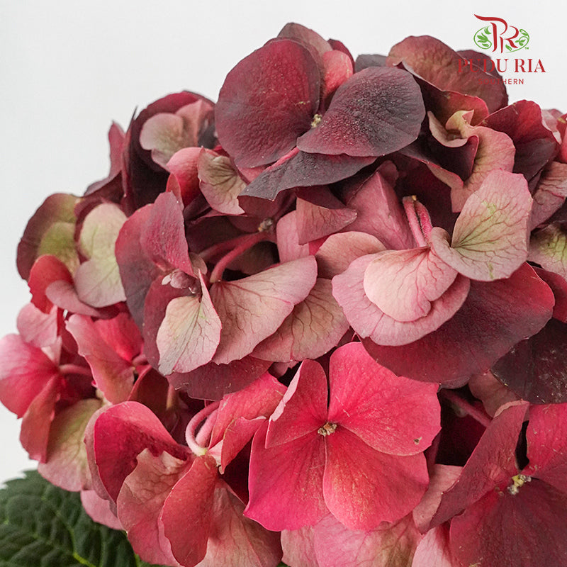 Hydrangea Two Tone Vintage Red / Per Stem – Pudu Ria Florist Southern