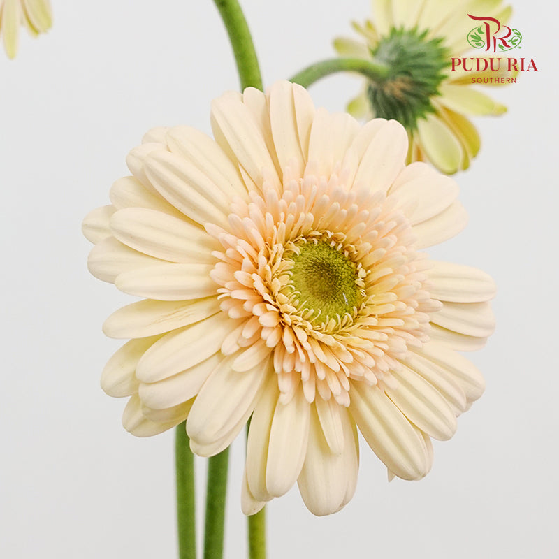 Gerbera Soft Cream (8-10 Stems) - Wholesale flowers delivery in JB ...