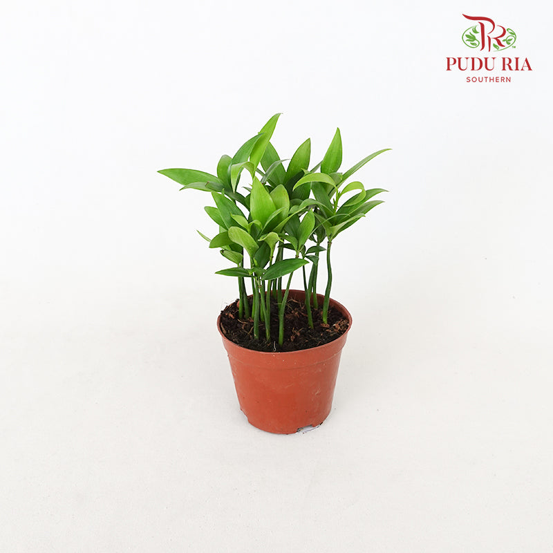 Podocarpus Nagi - Wholesale flowers delivery in JB & Singapor… – Pudu ...