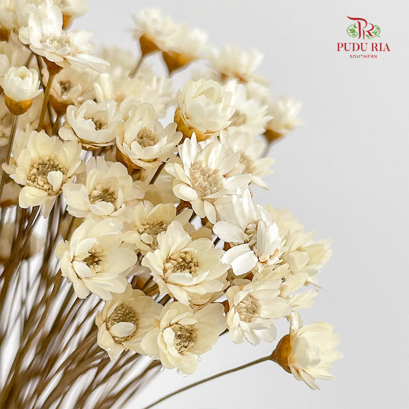 Dry Little Star Flower - Wholesale flowers delivery in JB & Singapor ...