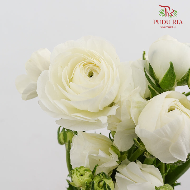 Ranunculus Cloni White (8 - 10 Stems) - Wholesale flowers delivery in ...