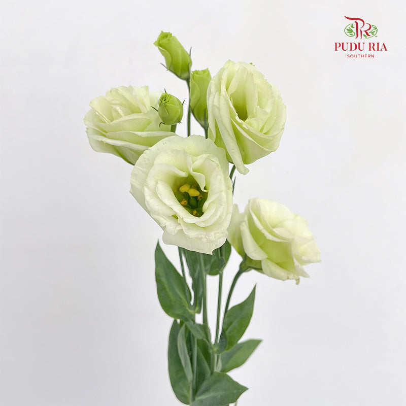 Eustoma Light Green - (12-15 Stems) - Wholesale flowers delivery in JB ...
