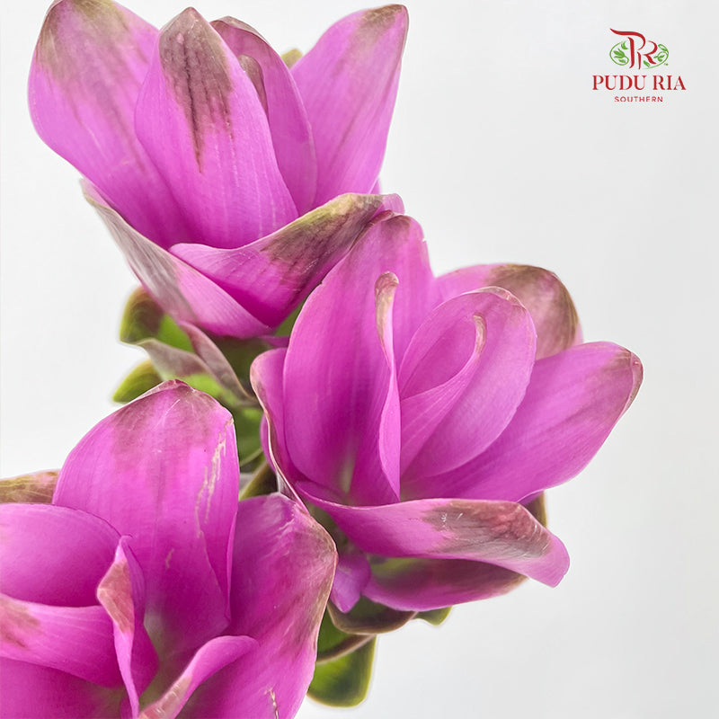 Curcuma Purple - (3 Stems) – Pudu Ria Florist Southern