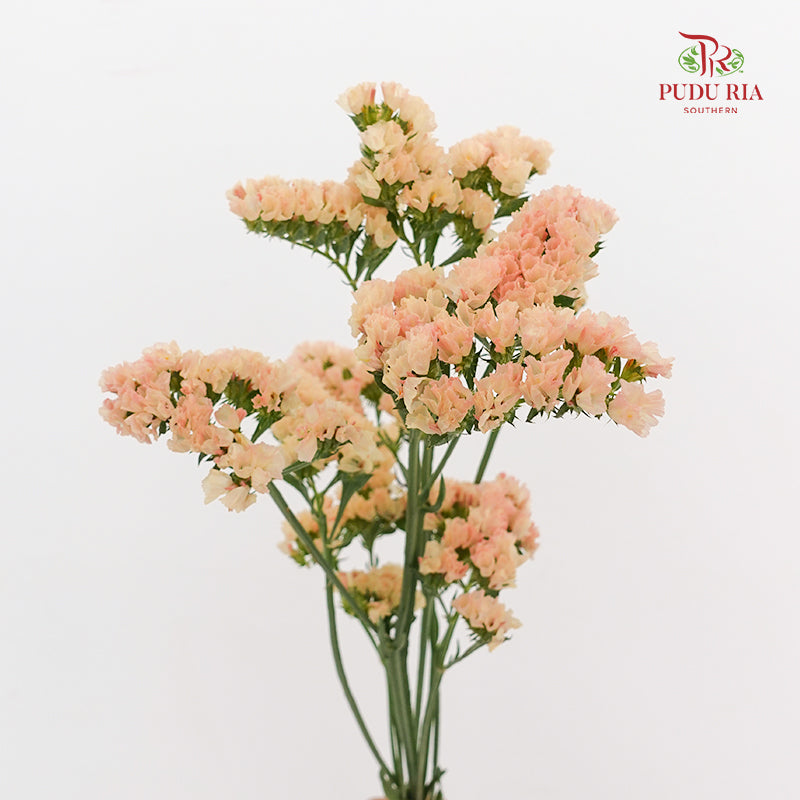 Statice Champagne - (10 Stems) - Wholesale flowers delivery in JB ...