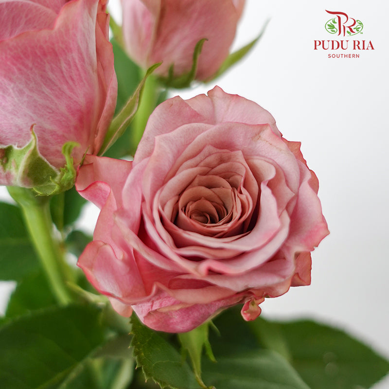 Rose Moon Dust (8-10 Stems) - Wholesale flowers delivery in JB ...