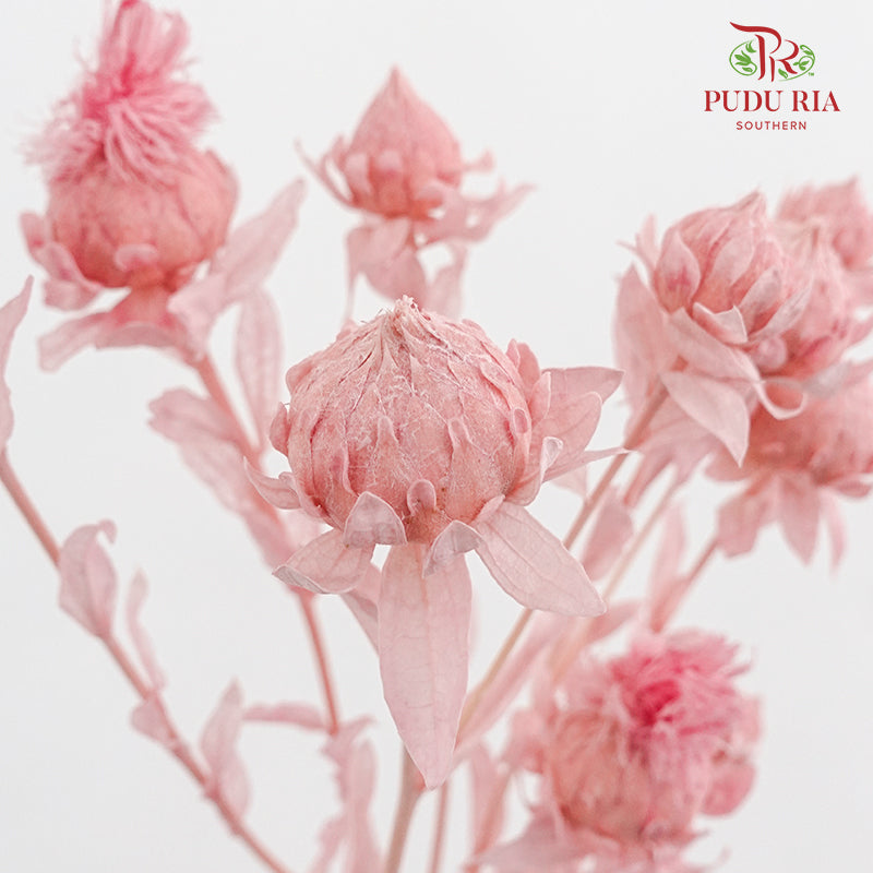 Dry Safflower - Pink - Wholesale flowers delivery in JB & Singapor ...