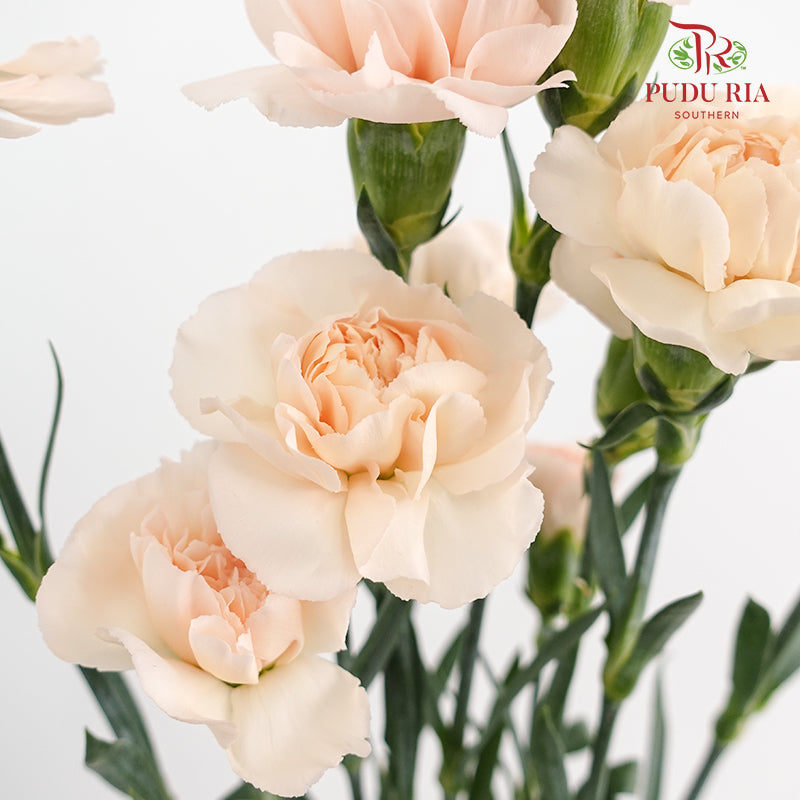 Carnation Cream (8-10 Stems) - Wholesale flowers delivery in JB ...