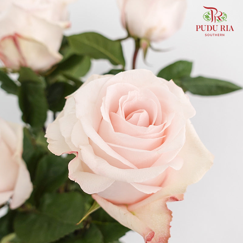 Rose Pomarosa (15 Stems) - Wholesale flowers delivery in JB & Singapor ...