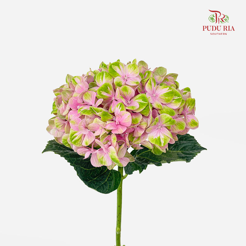 Hydrangea Two Tone Pink - (Per Stem) - Wholesale flowers delivery in JB ...
