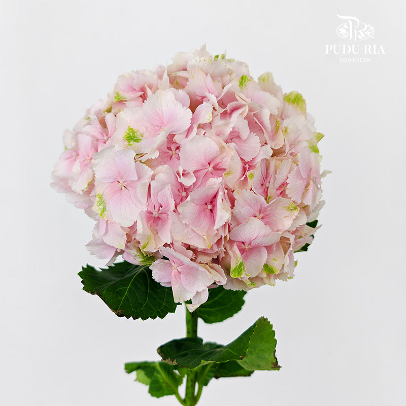 Hydrangea Two Tone Soft Pink - (Per Stem) - Wholesale flowers delivery ...