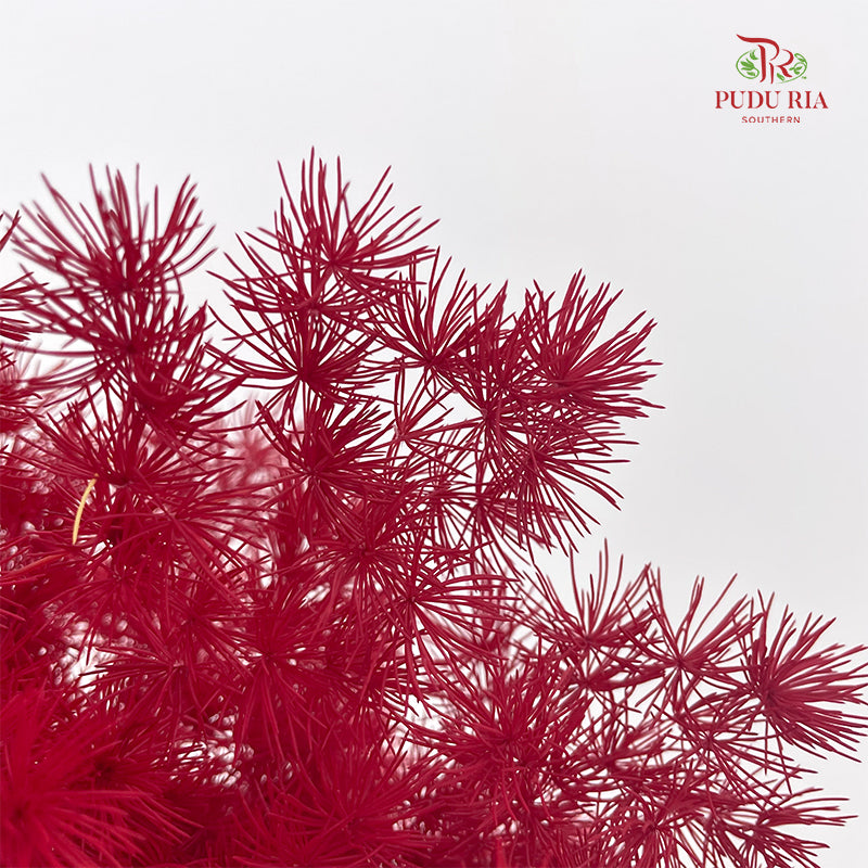 Preservative Asparagus Fern Dark Red - Wholesale flowers delivery in JB ...