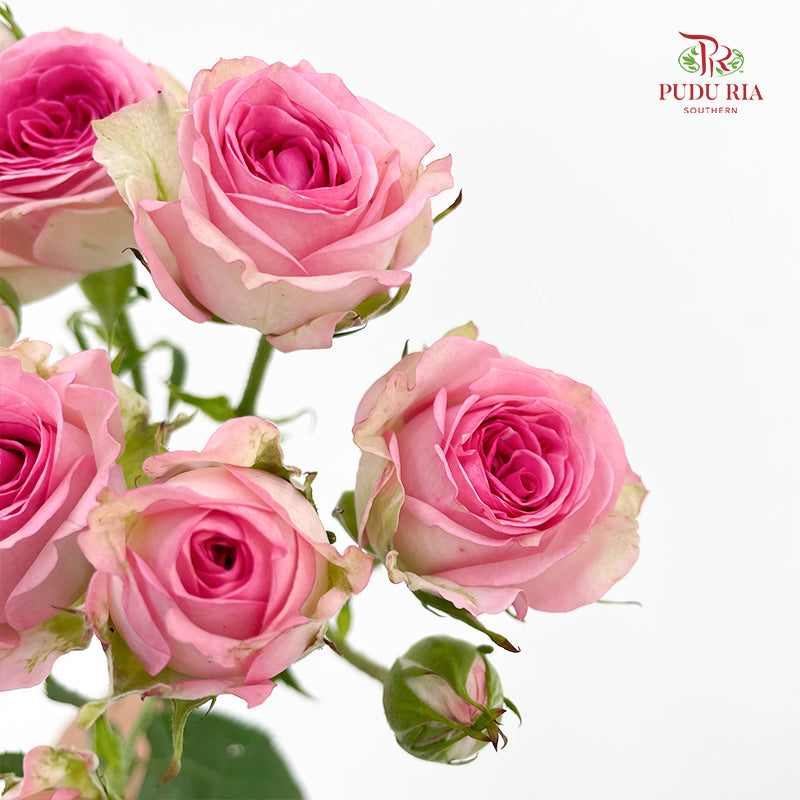 Rose Spray Tralala (8-10 Stems) - Wholesale flowers delivery in JB ...