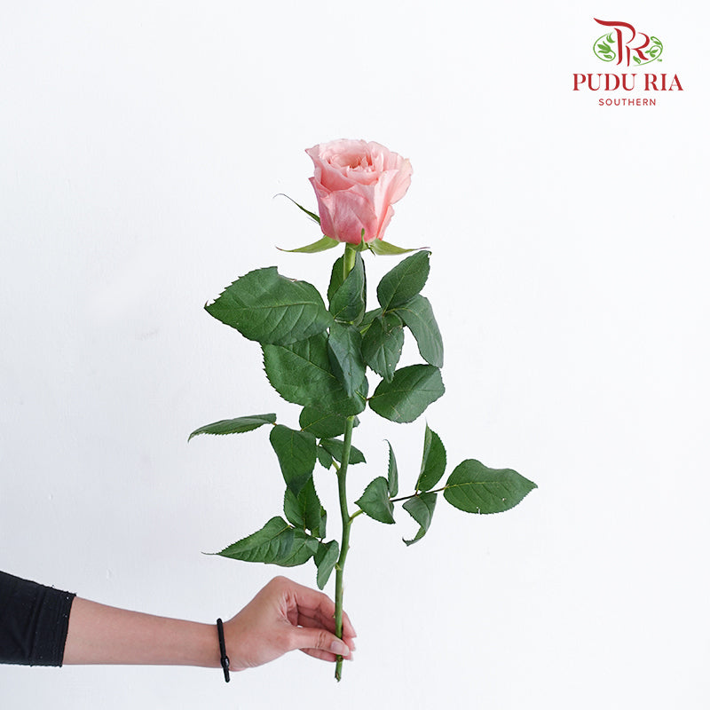 Rose Peachy Pink (8-10 Stems) - Wholesale flowers delivery in JB ...