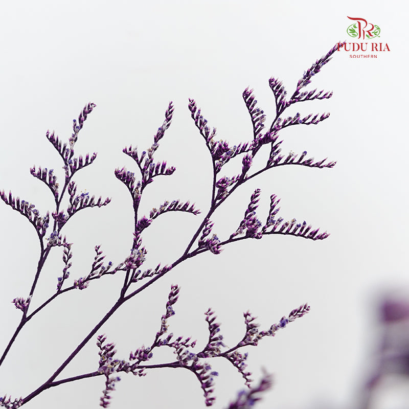 Dry Caspia - Purple - Wholesale flowers delivery in JB & Singapor ...