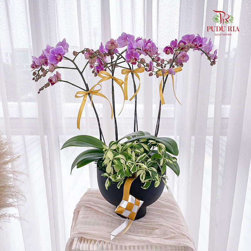 Hari Raya Phalaenopsis Orchid Arrangement (1 stems) - Wholesale flowers ...